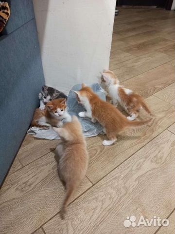 Котята в добрые руки