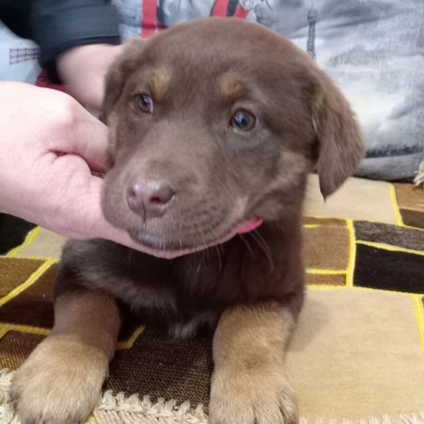 Отдам щенка в добрые руки