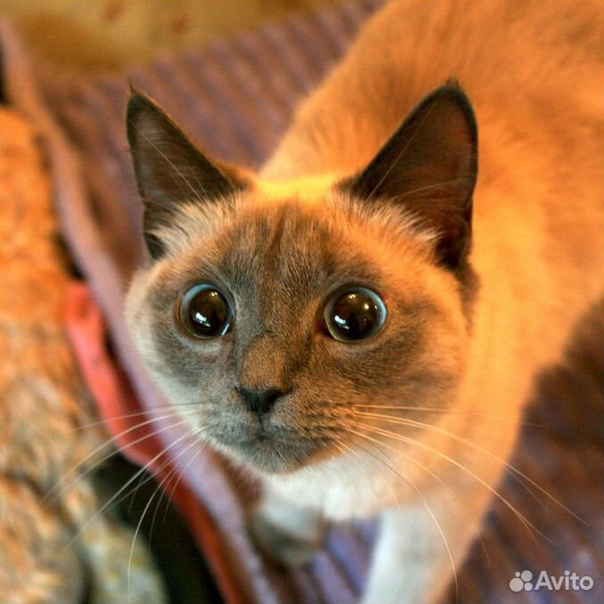 Кошечка Тая - в добрые руки