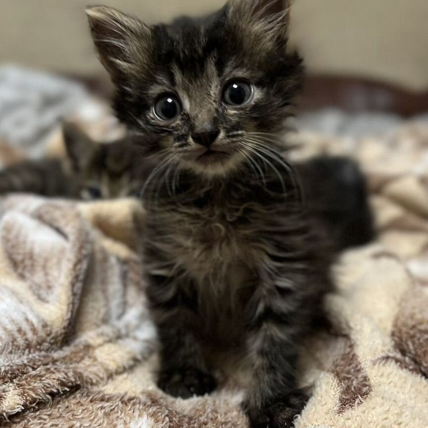 Котёнок в добрые руки