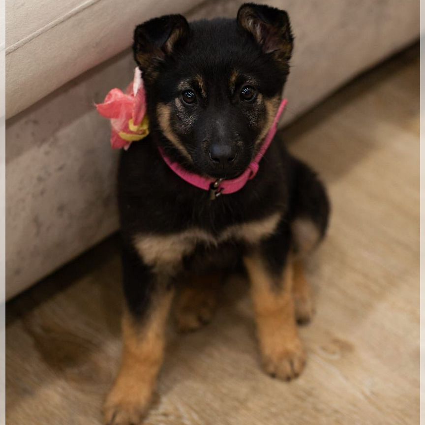 Щенок девочка в поисках дома