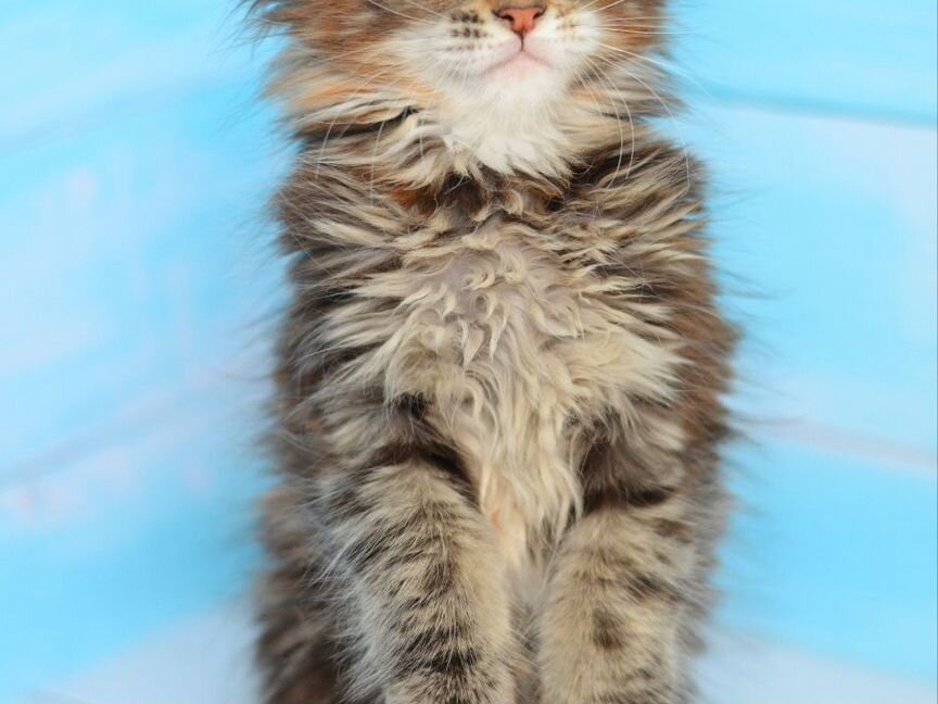 Мейн-кун котёнок