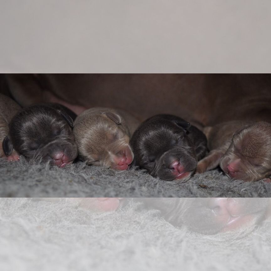 Американский булли, щенок