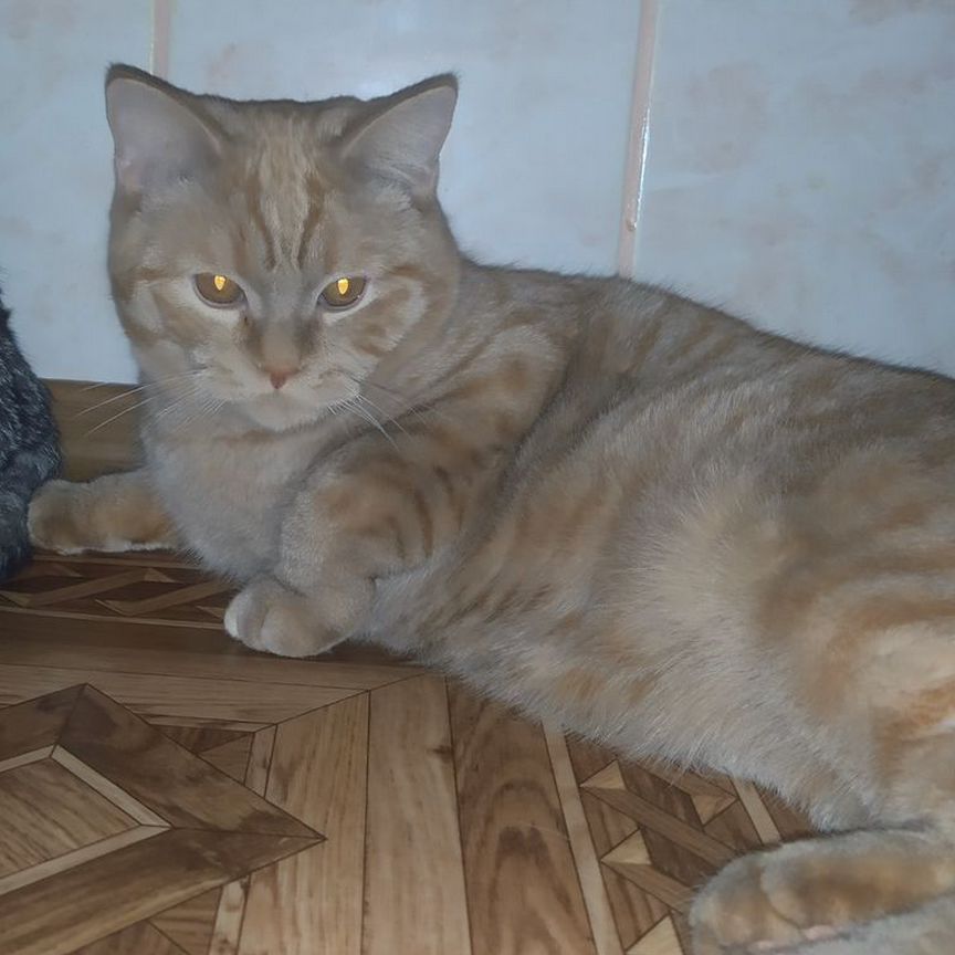 Шотландский кот вязка