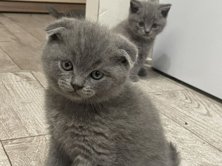 Британские вислоухие котята