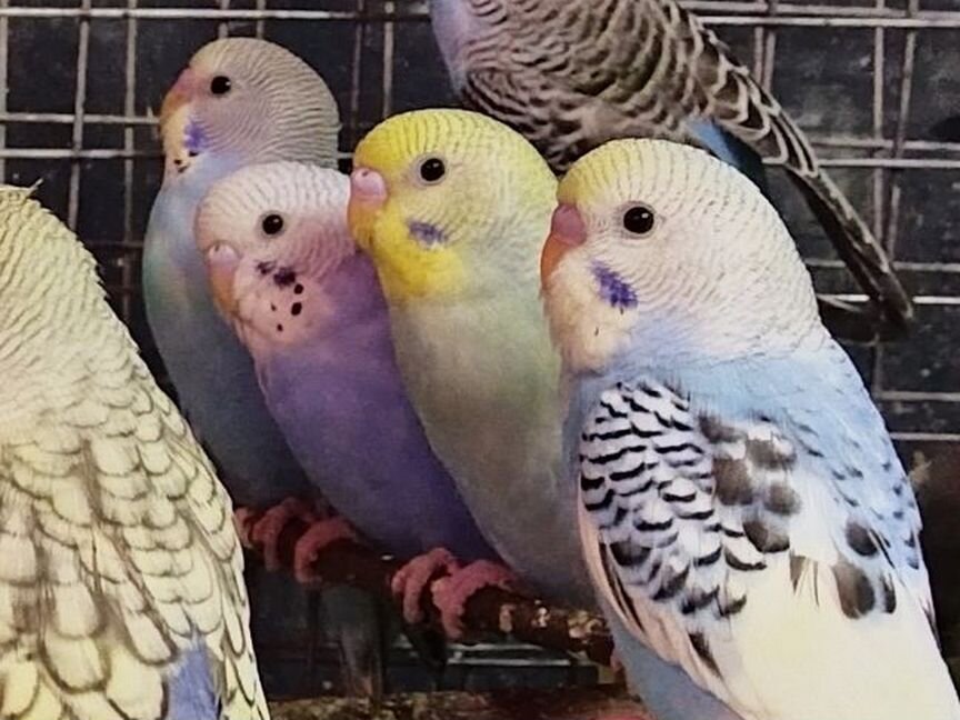 Птенцы волнистый попугай от 2мес
