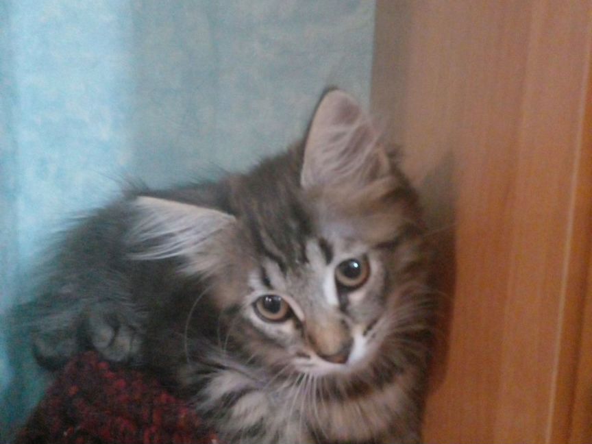 Котенок,девочка, 3 месяца,имя Кнопа