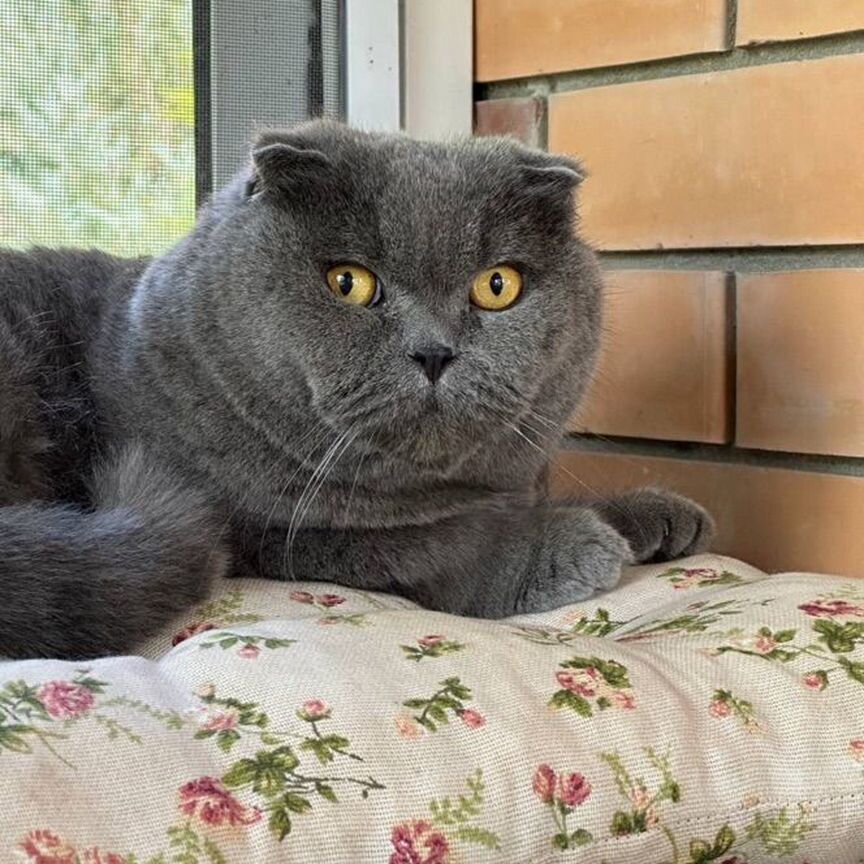 Шотландская вислоухая кошка в добрые руки