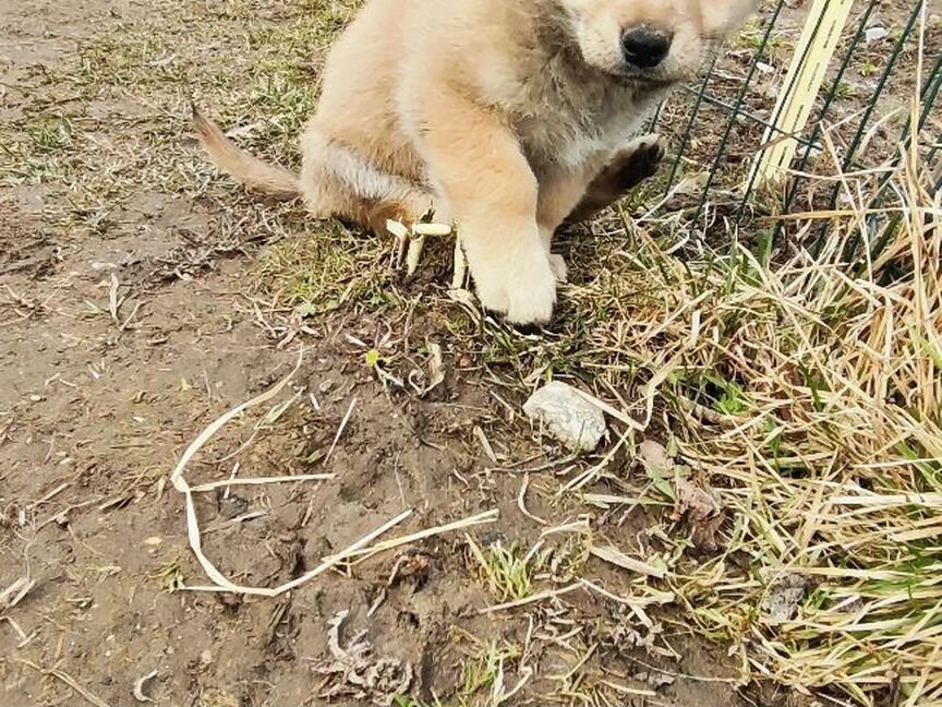 Брали в семью и вернули через день, нужен свой дом