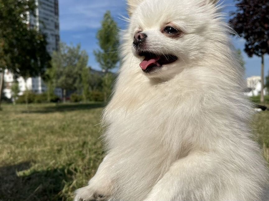 Собака шпиц в добрые руки