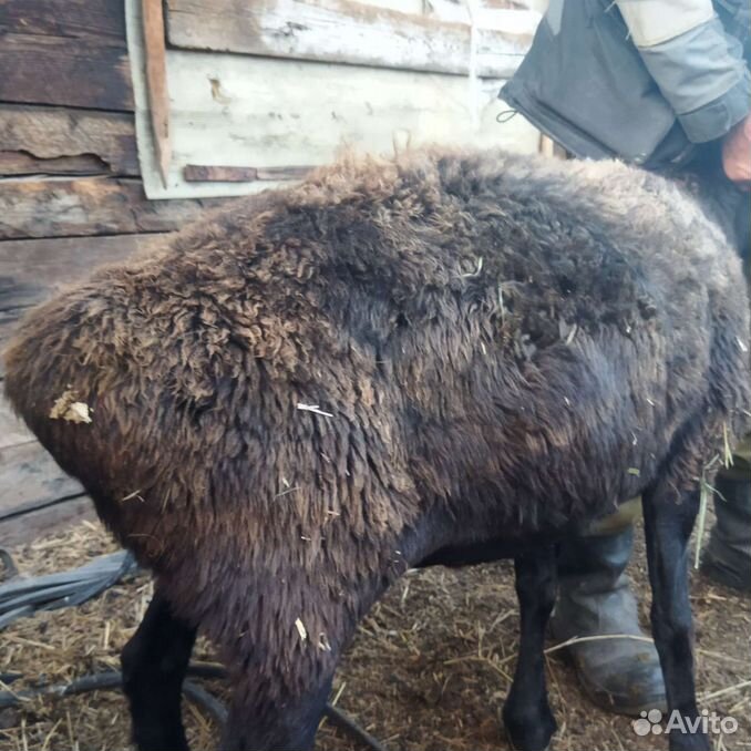 Курдючные овцы