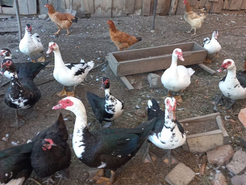 Мускусные утки тяжелые линии