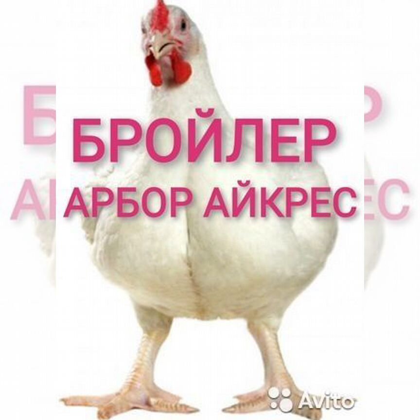 Продажа цыплят бройлеров в Чернушке