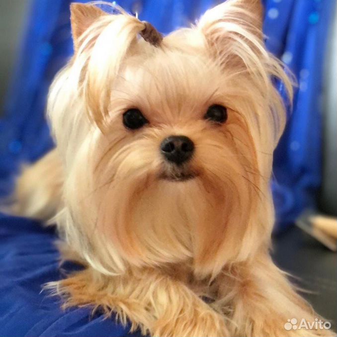 Щеночки йорка голден и класического окраса