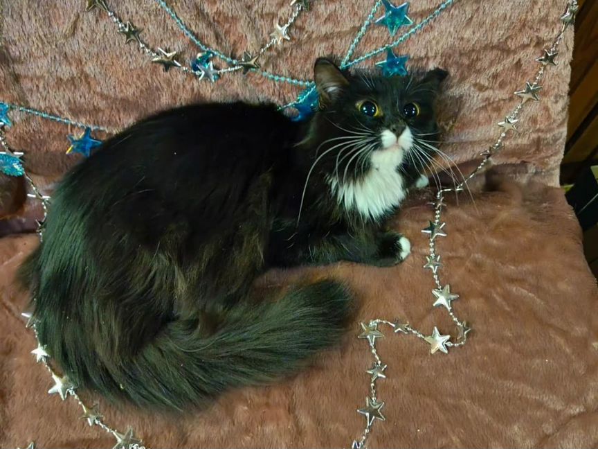 Кошечка из приюта 1 год