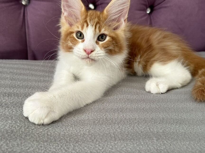 Куненок по кличке Fox