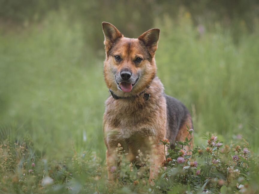 Собака из приюта в добрые руки