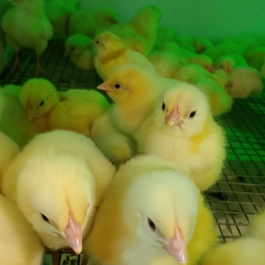Цыплята бройлеры суточные
