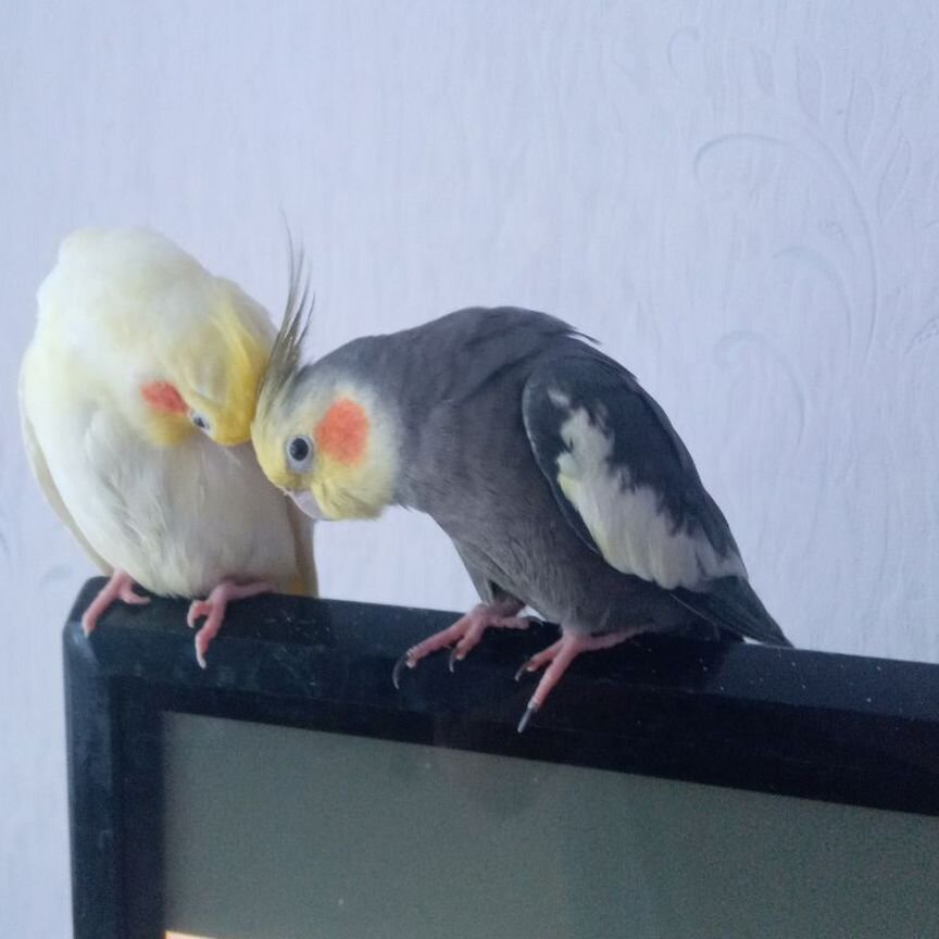 Птенцы корелла от говорящего