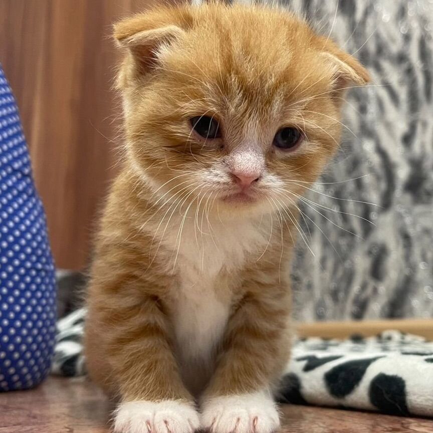 Шотландский вислоухий котенок