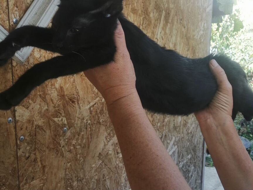 Малыши Ориенталы