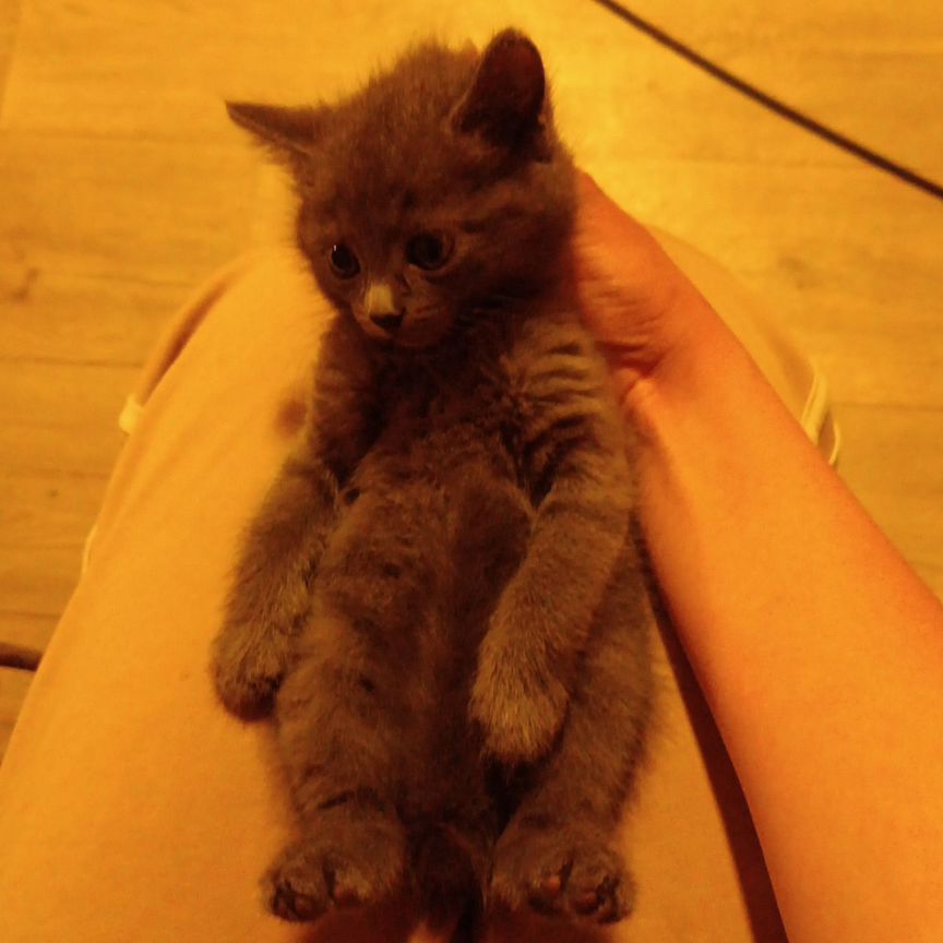 Котёнок
