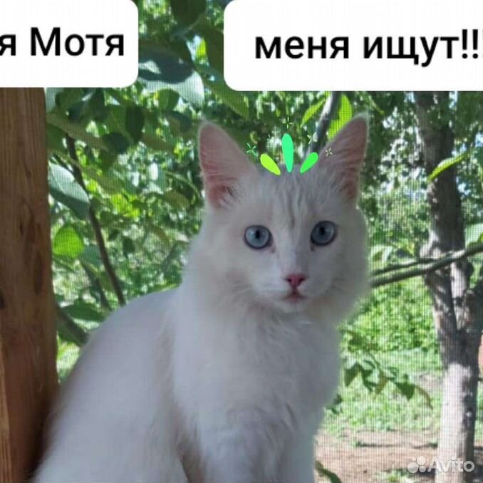 Кошка Мотя в розыске