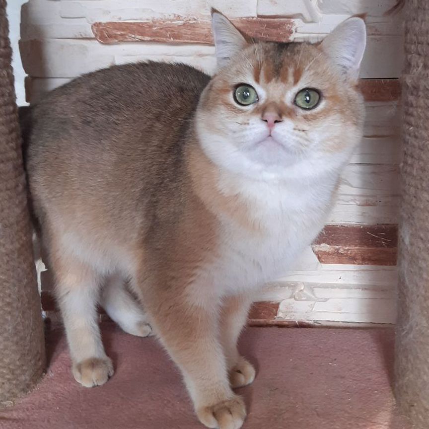 Британский котик