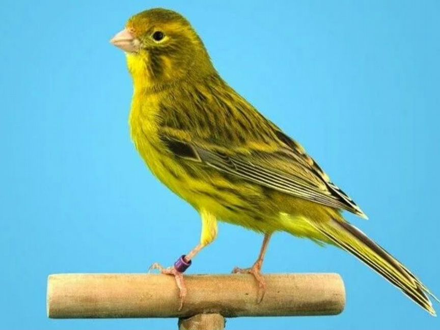 Кенара и канарейки