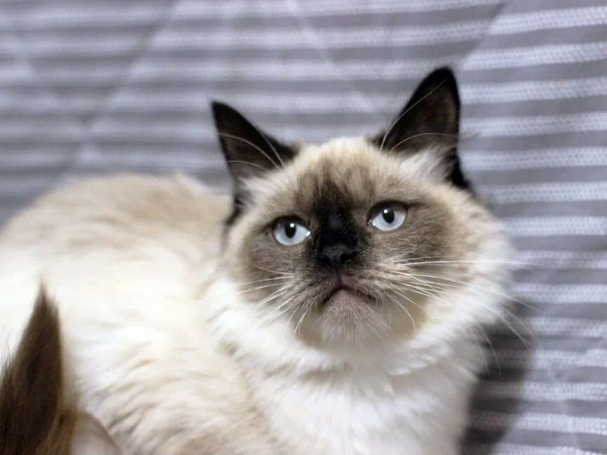 Невская маскарадная Лея в дар