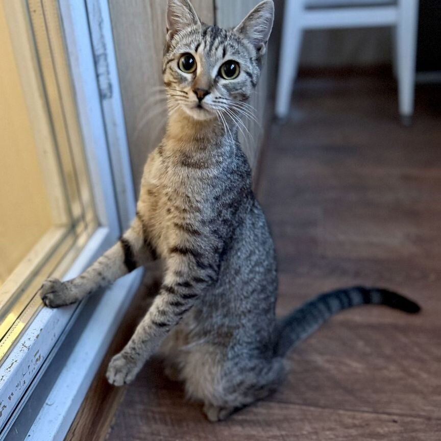 Взрослая, кошка в добрые руки