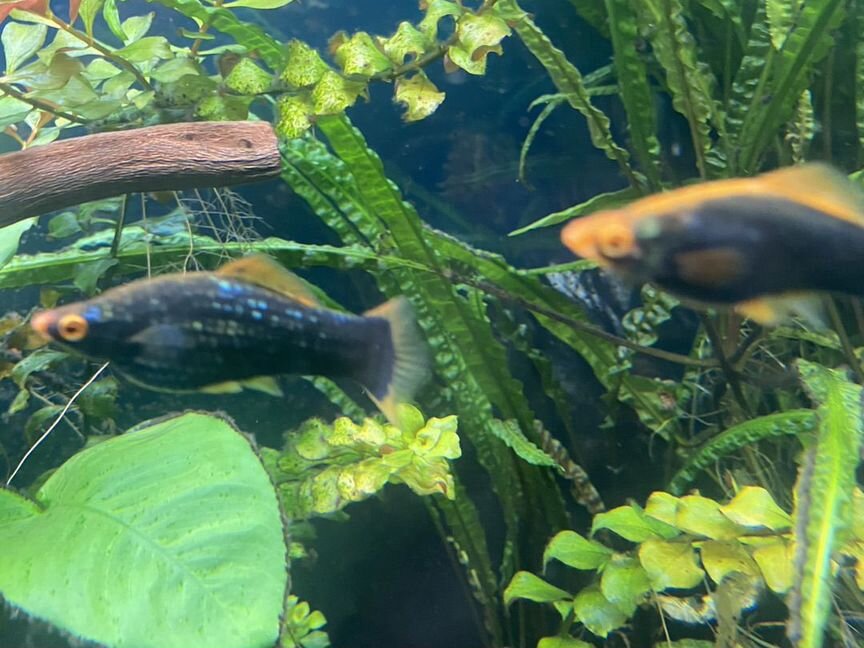 Меченосцы черные