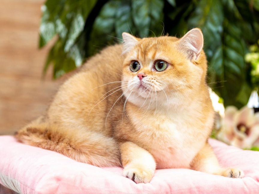 Кошка шоколадная шиншилла