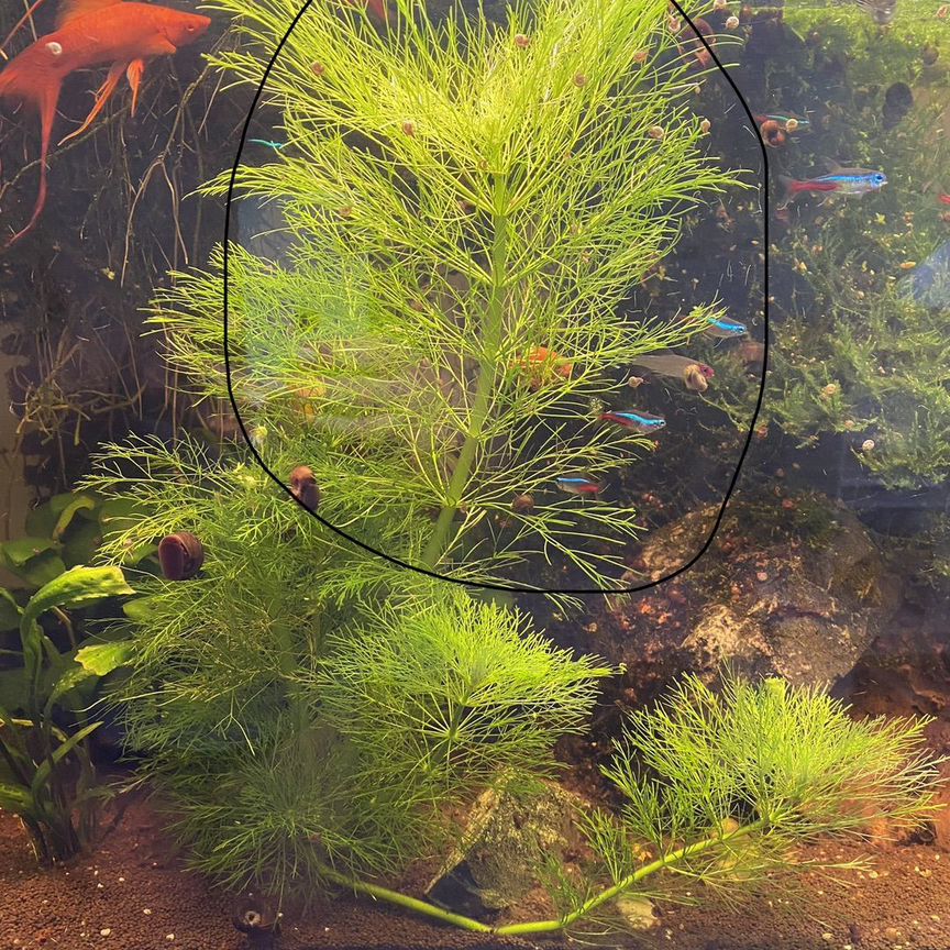Аквариумные растения