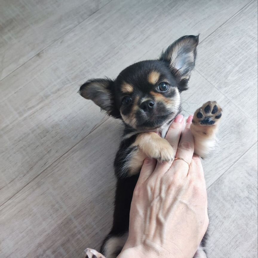 Щенки чихуахуа длинношерстные мальчик