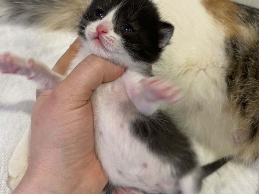 Котёнок девочка
