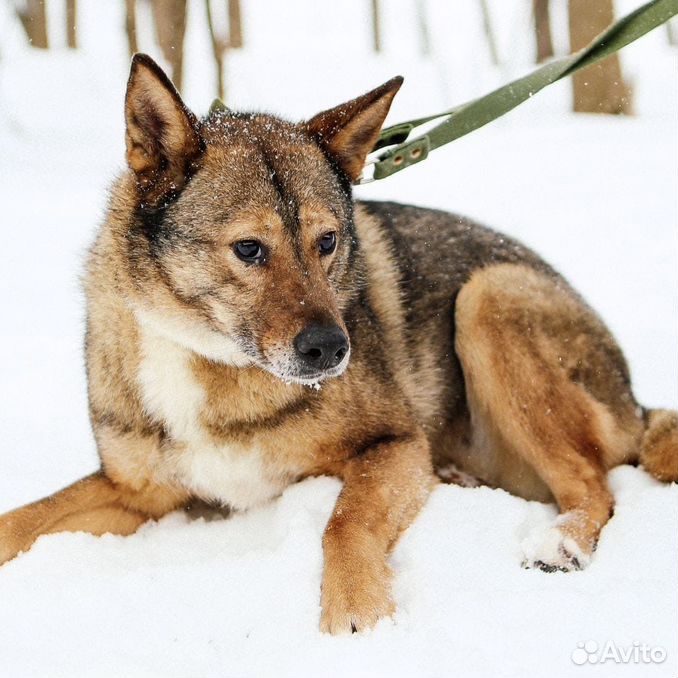 Невероятно красивая собака Стеша