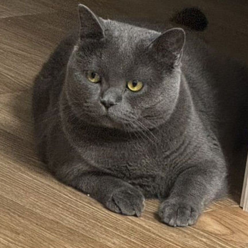 Британский короткошёрстный, взрослый кот