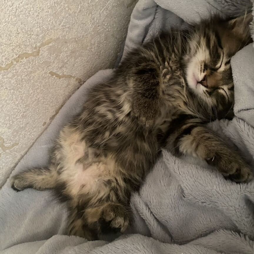 Отдам в хорошие руки котенка