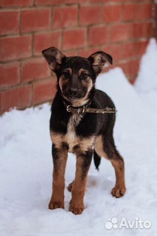 Собачки Грета и Злата бесплатно