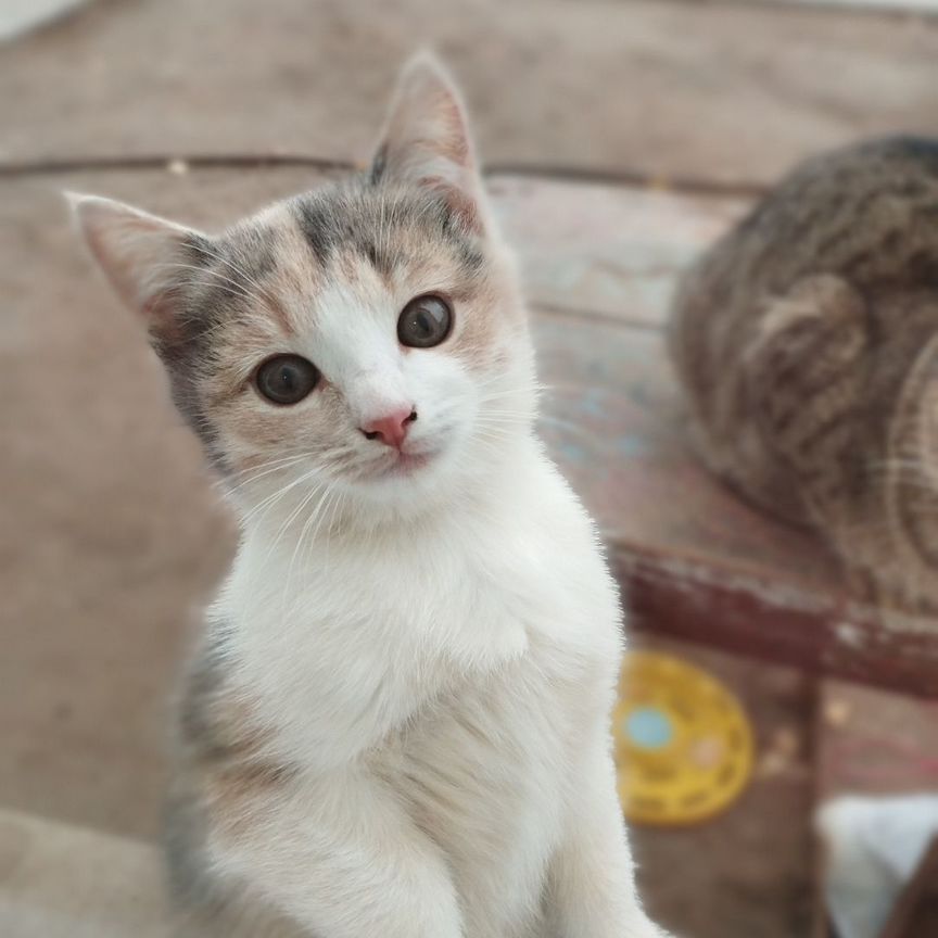 Кошечка в добрые руки, стерелизована