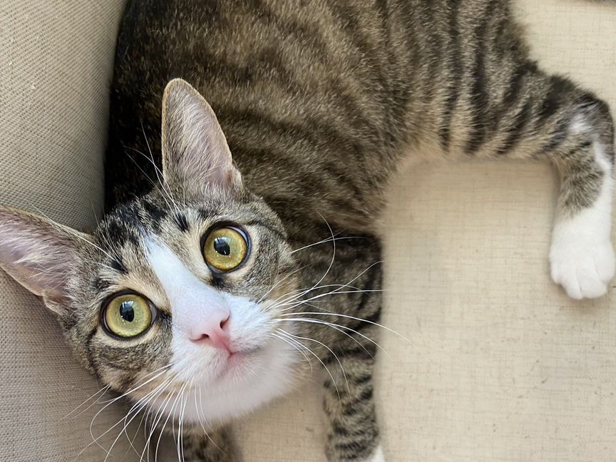 Котик ищет дом