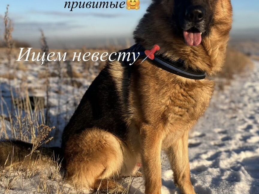 Собака ищет свою любовь