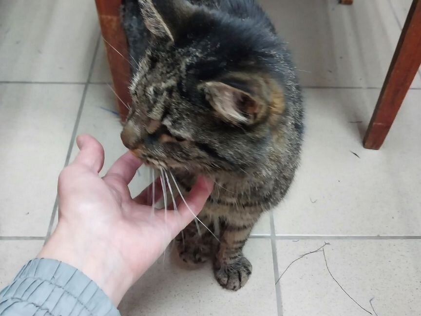 Найдена кошка