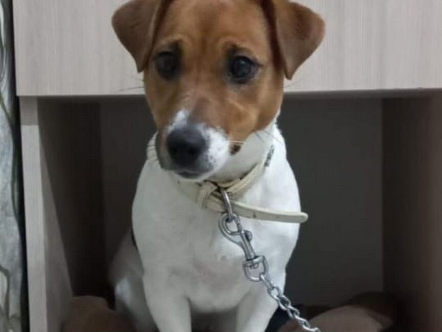 Девочка джек-рассел ждет семью