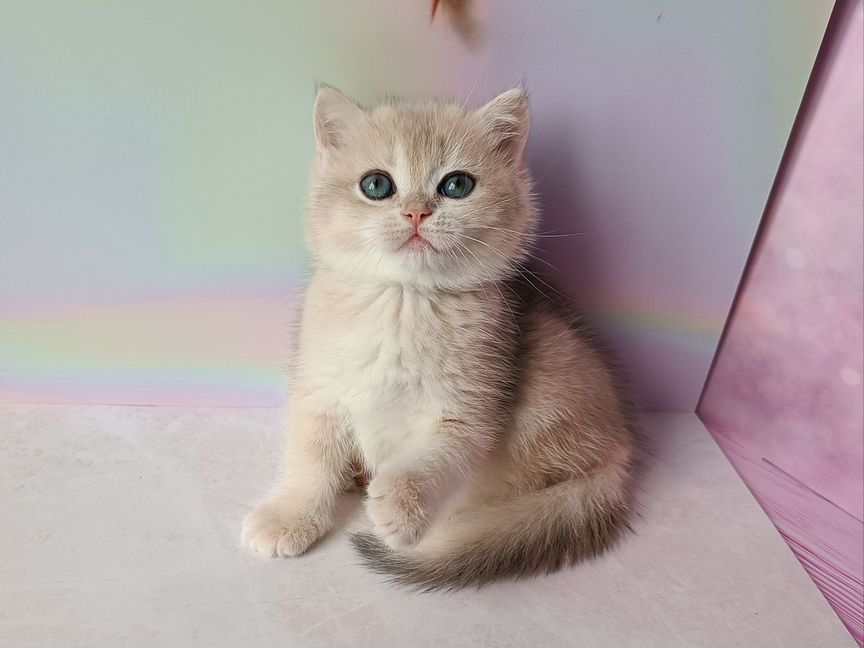 Девочка ау12, золотая шиншилла