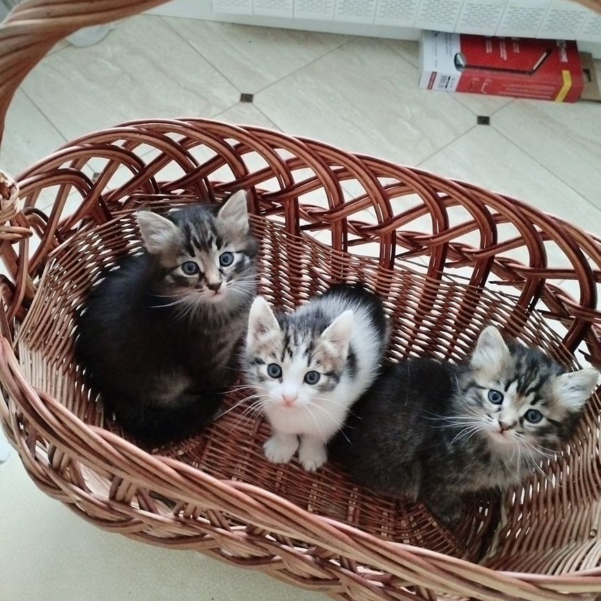 Очаровательные котята