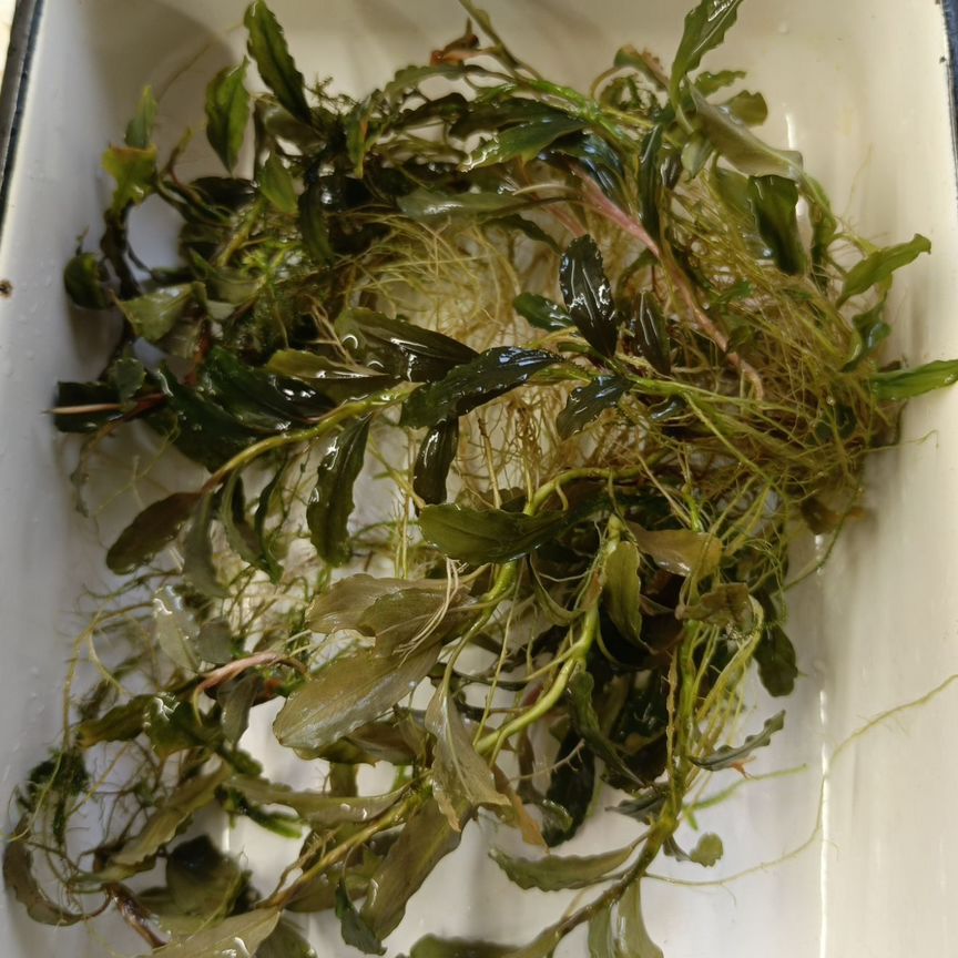 Аквариумное растение