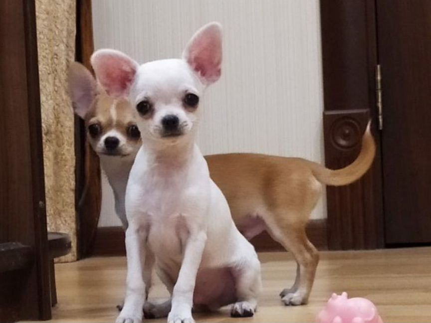 Милый и добрый белый чихуахуа мальчик продается