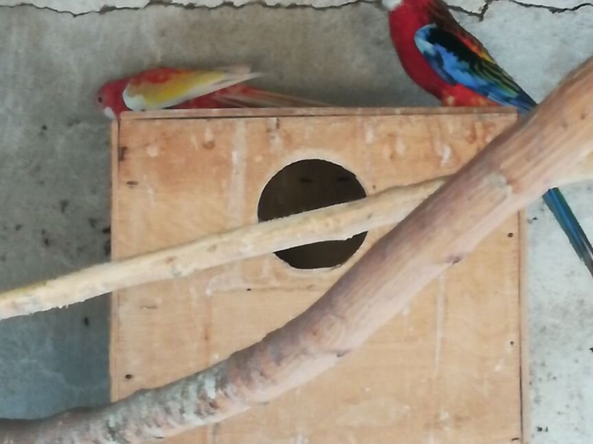 Попугаи Розелла